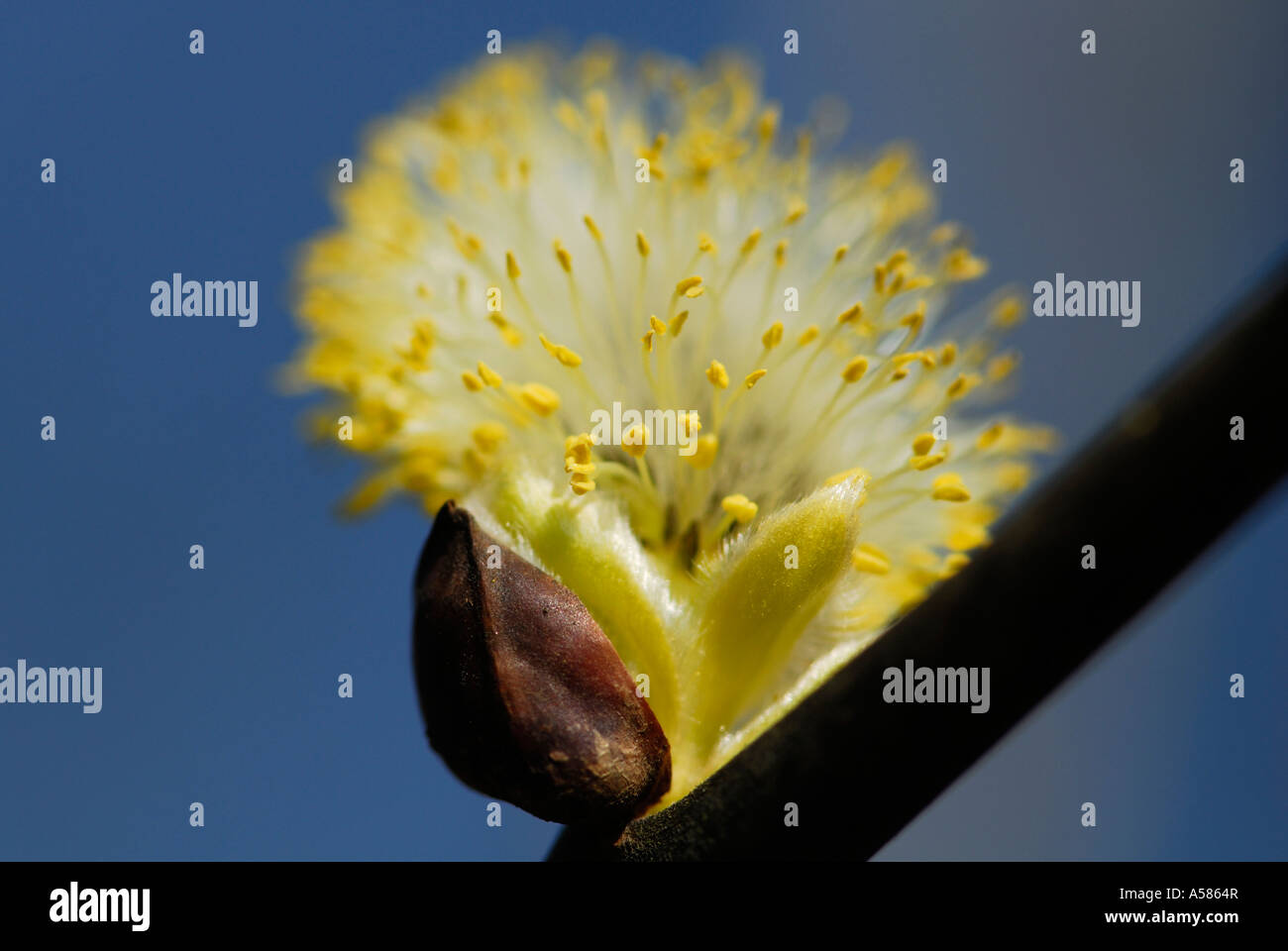 Salix caprea Banque de photographies et d’images à haute résolution - Alamy