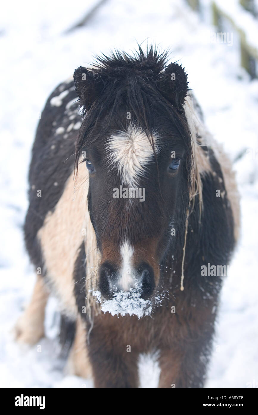 Cheval falabella Banque de photographies et d’images à haute résolution ...