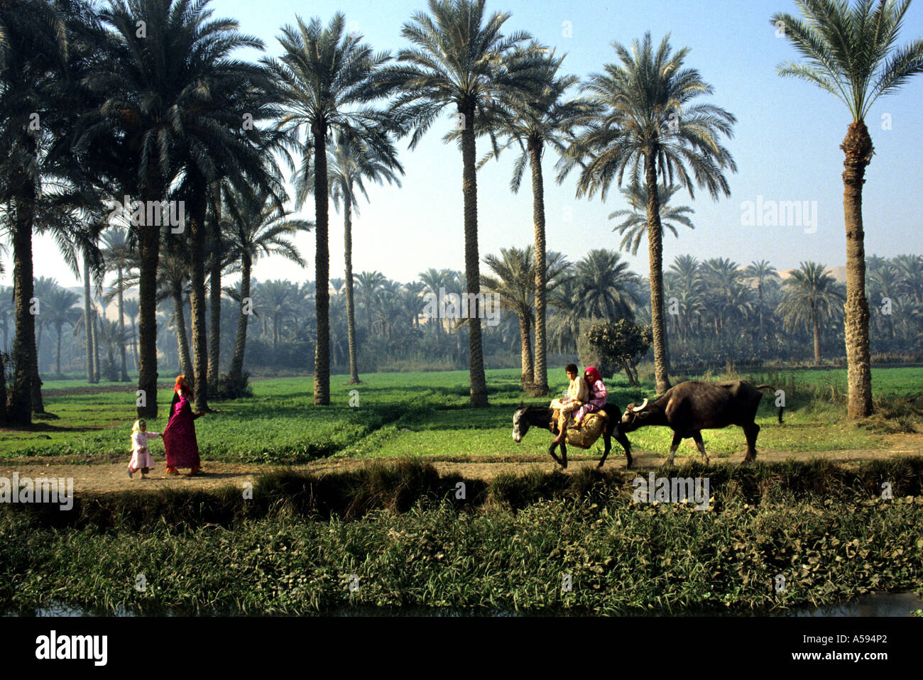 Oasis de Fayoum Egypte oasis est le plus grand Photo Stock - Alamy