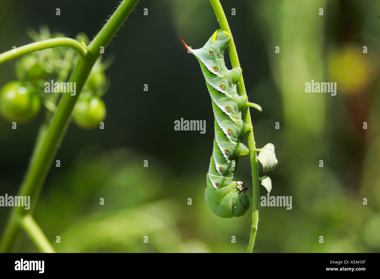 Teigne de la tomate Banque de photographies et d’images à haute ...