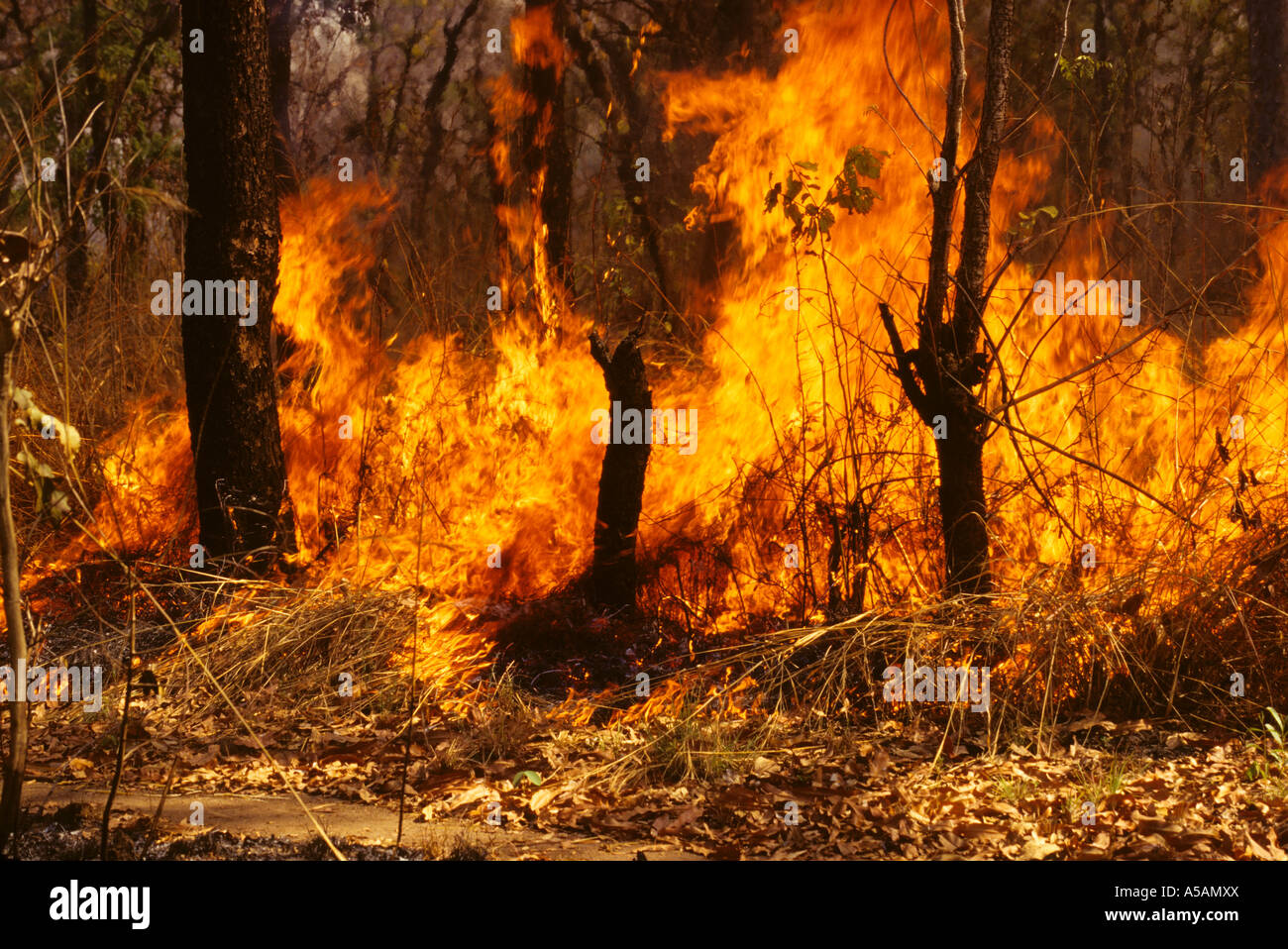 Ouest de la Côte d'Ivoire, Côte d'Ivoire. Feu de brousse Photo Stock - Alamy