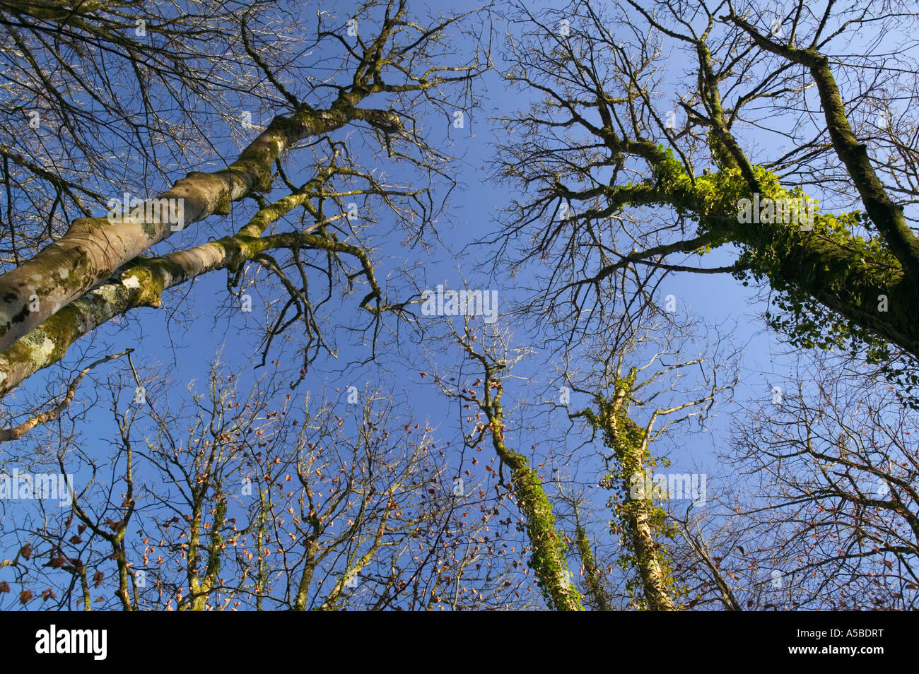 Vue sur la cime des arbres Banque d'image et photos - Alamy