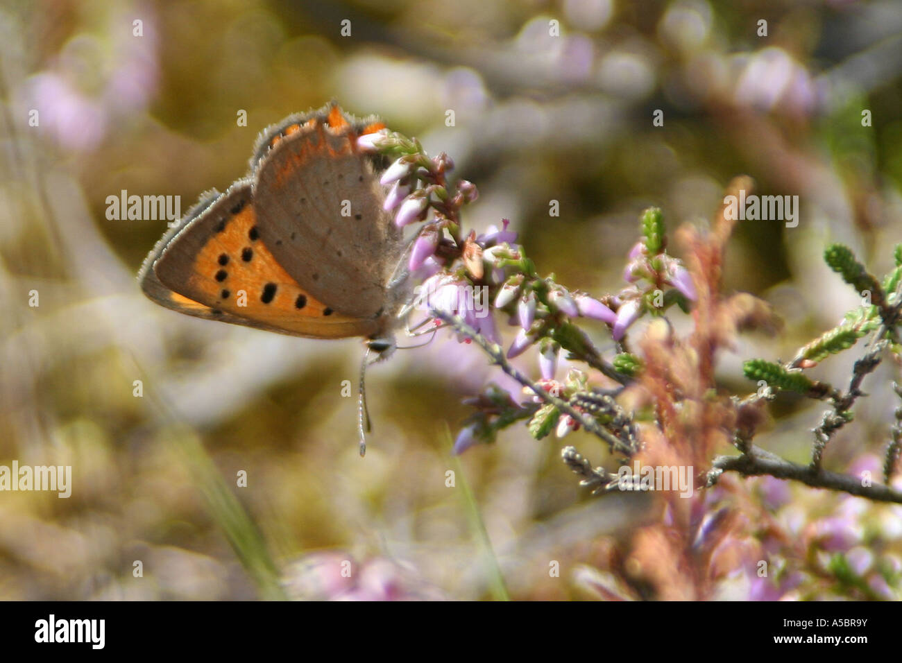 Papillon vole dans la foret Banque de photographies et d’images à haute ...