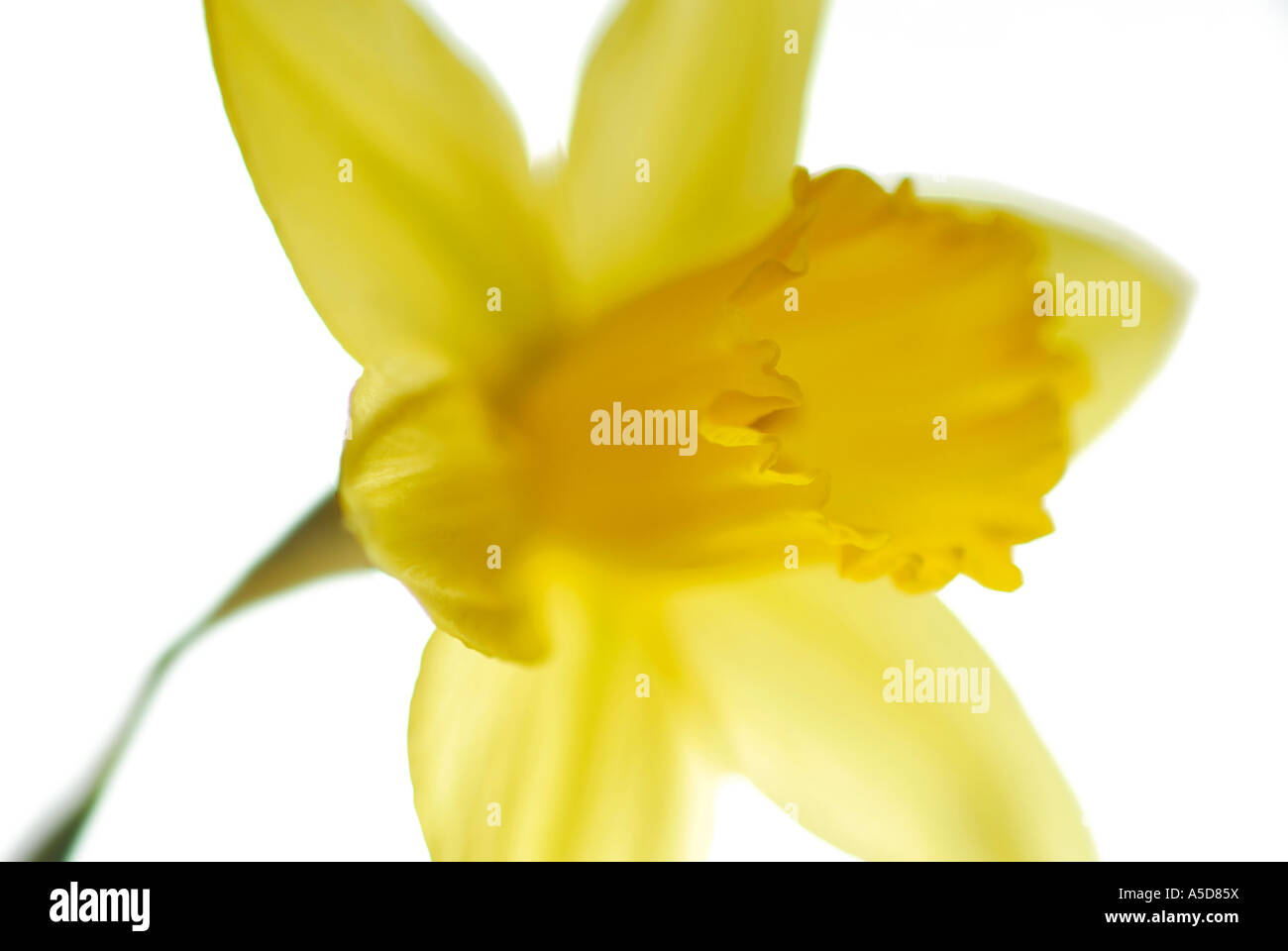 Daffodil bloom Banque de photographies et d’images à haute résolution - Alamy