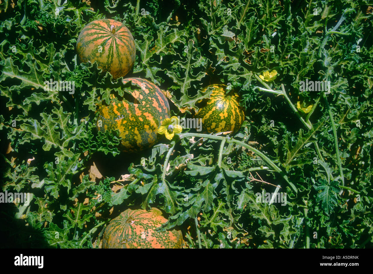 Tsama Melons Banque d'image et photos - Alamy
