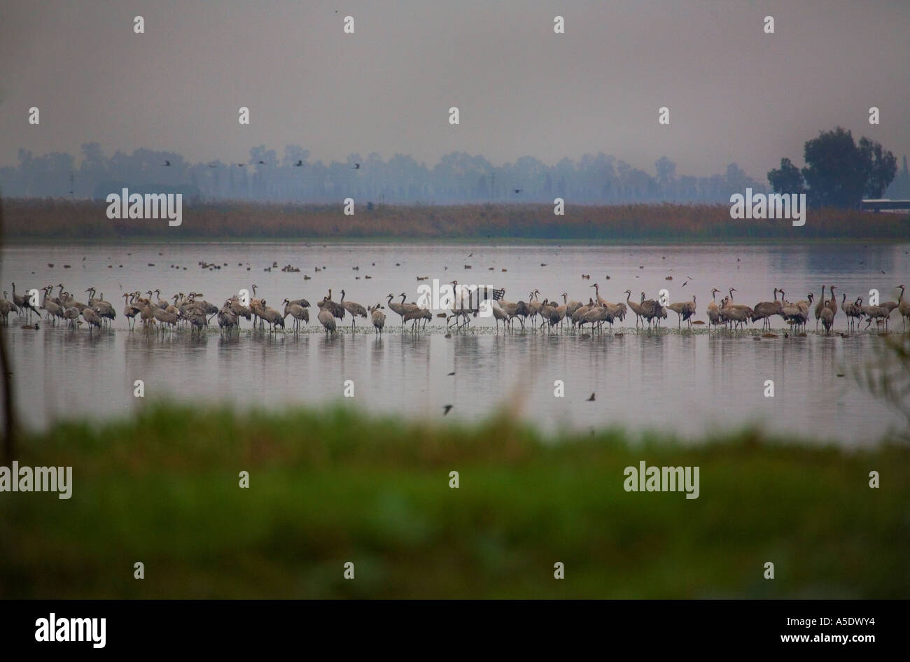 Lake huleh Banque de photographies et d’images à haute résolution - Alamy