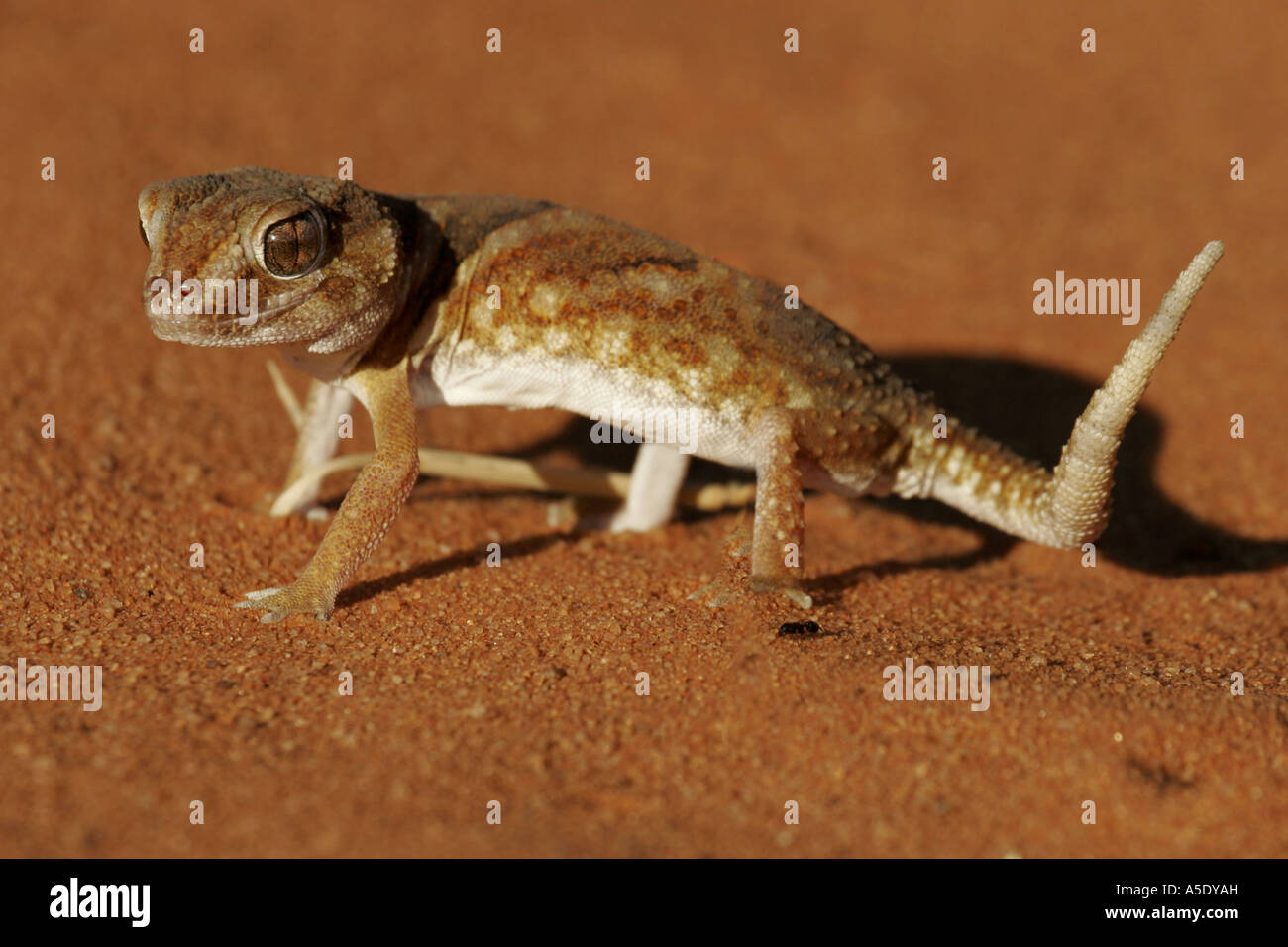 Sable verticillées, Gecko gecko terrestre géant (Chondrodactylus ...