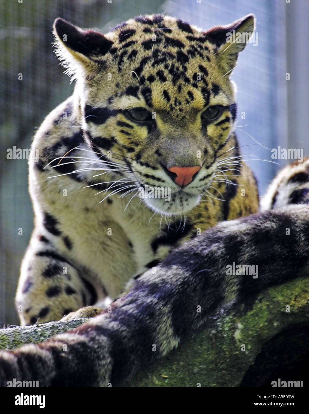 Clouded leopard prey neofelis nebulosa Banque de photographies et d’images à haute résolution ...