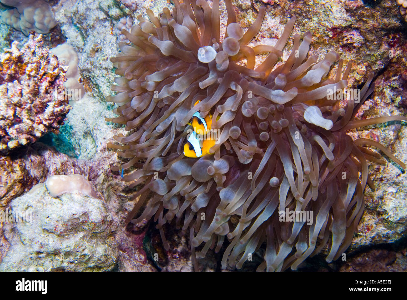 Mer Rouge poissons clowns AMPHIPRION bicinctus poisson clown anémone de ...