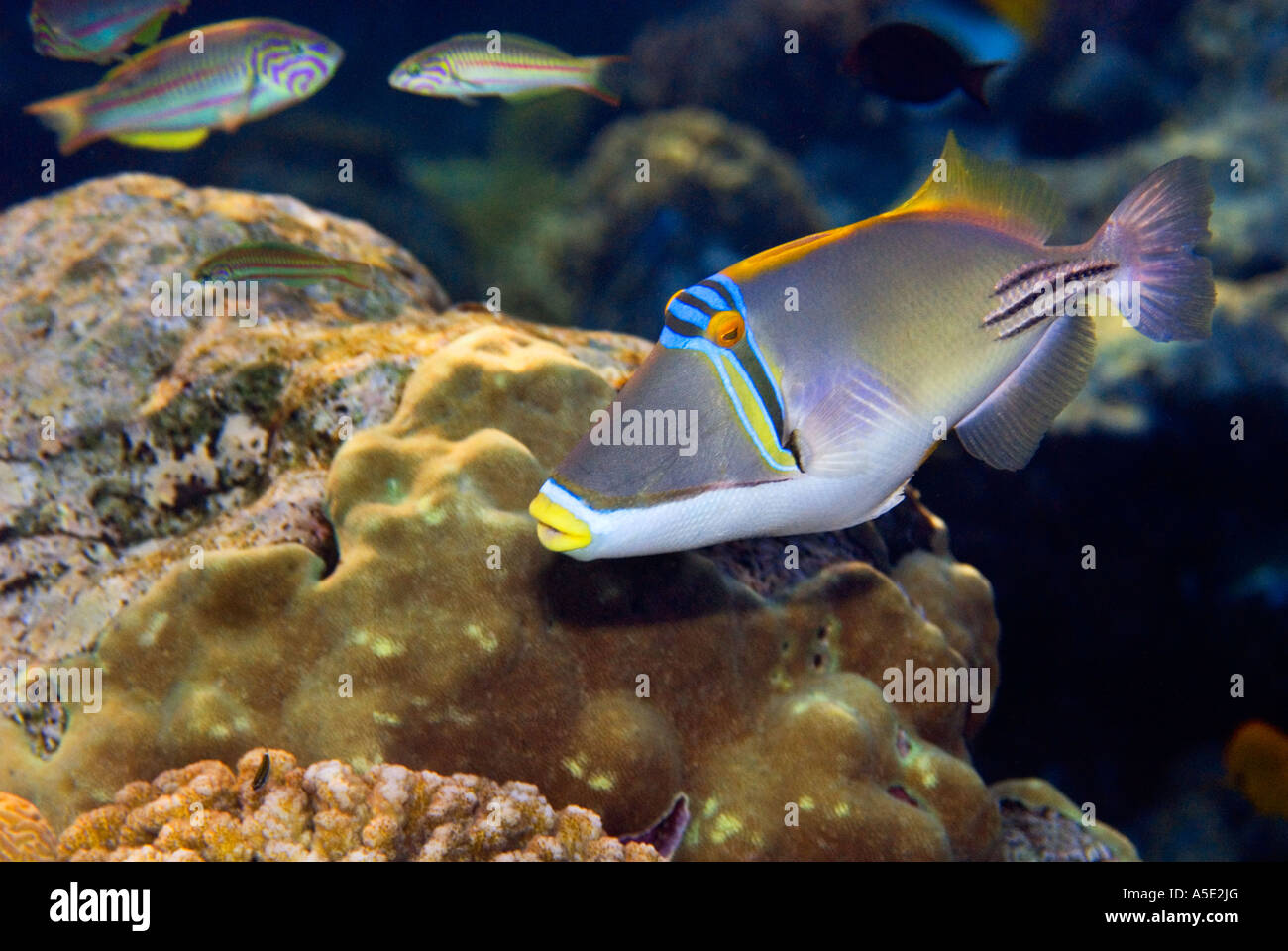 Mer Rouge Poisson picasso Picassofish arabian Rhinecanthus assai reef ...