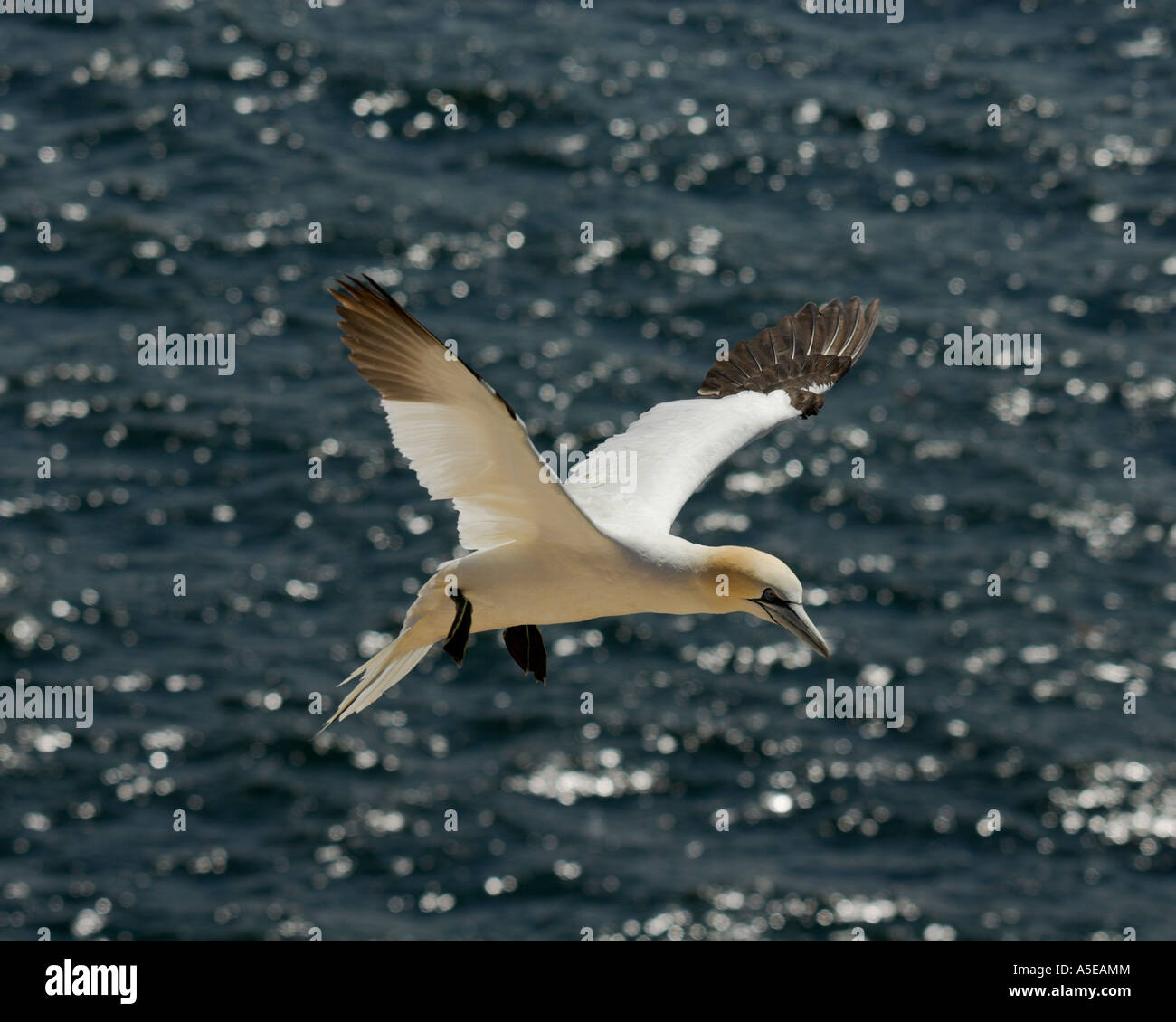Fou de bassan sula bassana en vol Banque de photographies et d’images à ...