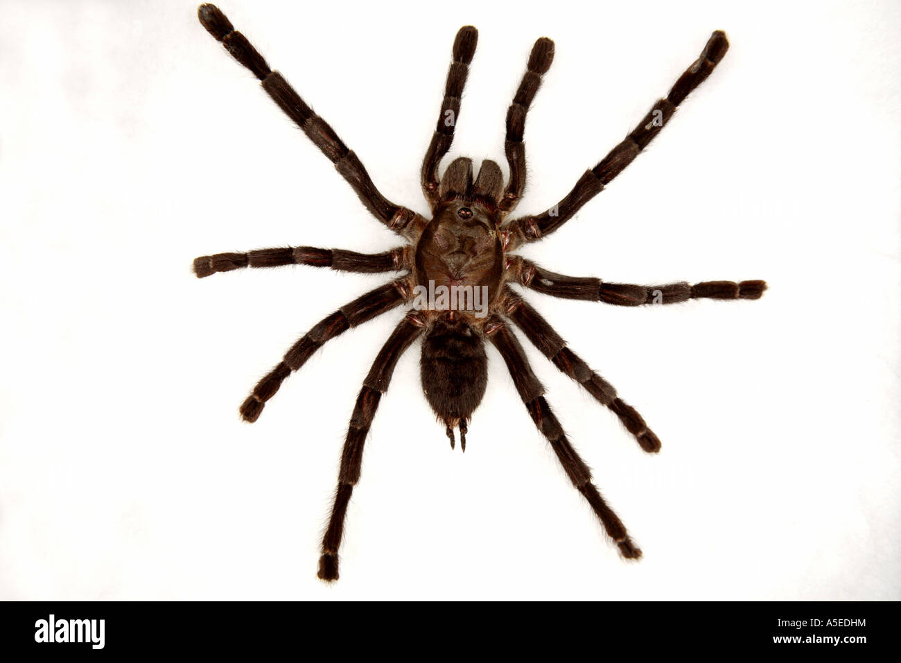 Citharacanthus spinicrus Banque de photographies et d’images à haute ...