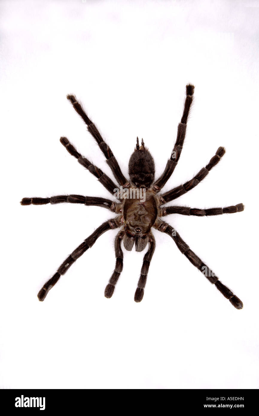 Citharacanthus spinicrus Banque de photographies et d’images à haute ...