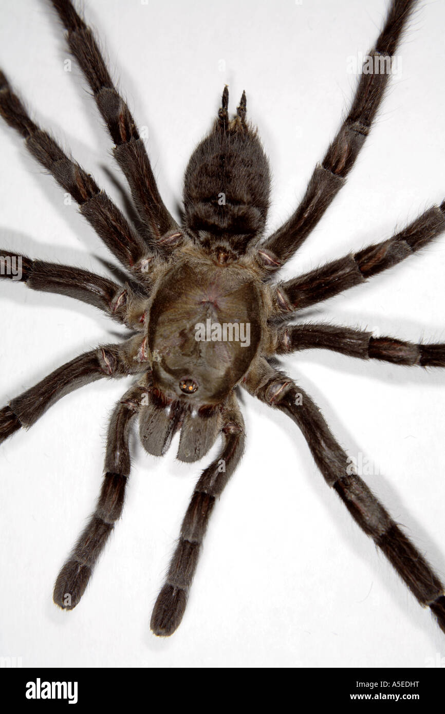 Citharacanthus spinicrus Banque de photographies et d’images à haute ...