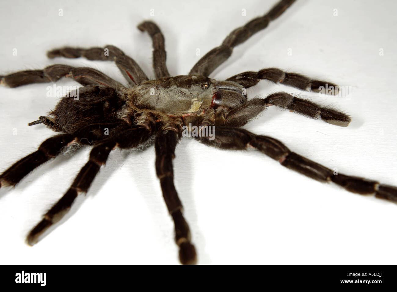 Citharacanthus spinicrus Banque de photographies et d’images à haute ...