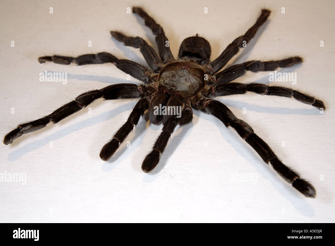 Citharacanthus spinicrus Banque de photographies et d’images à haute ...