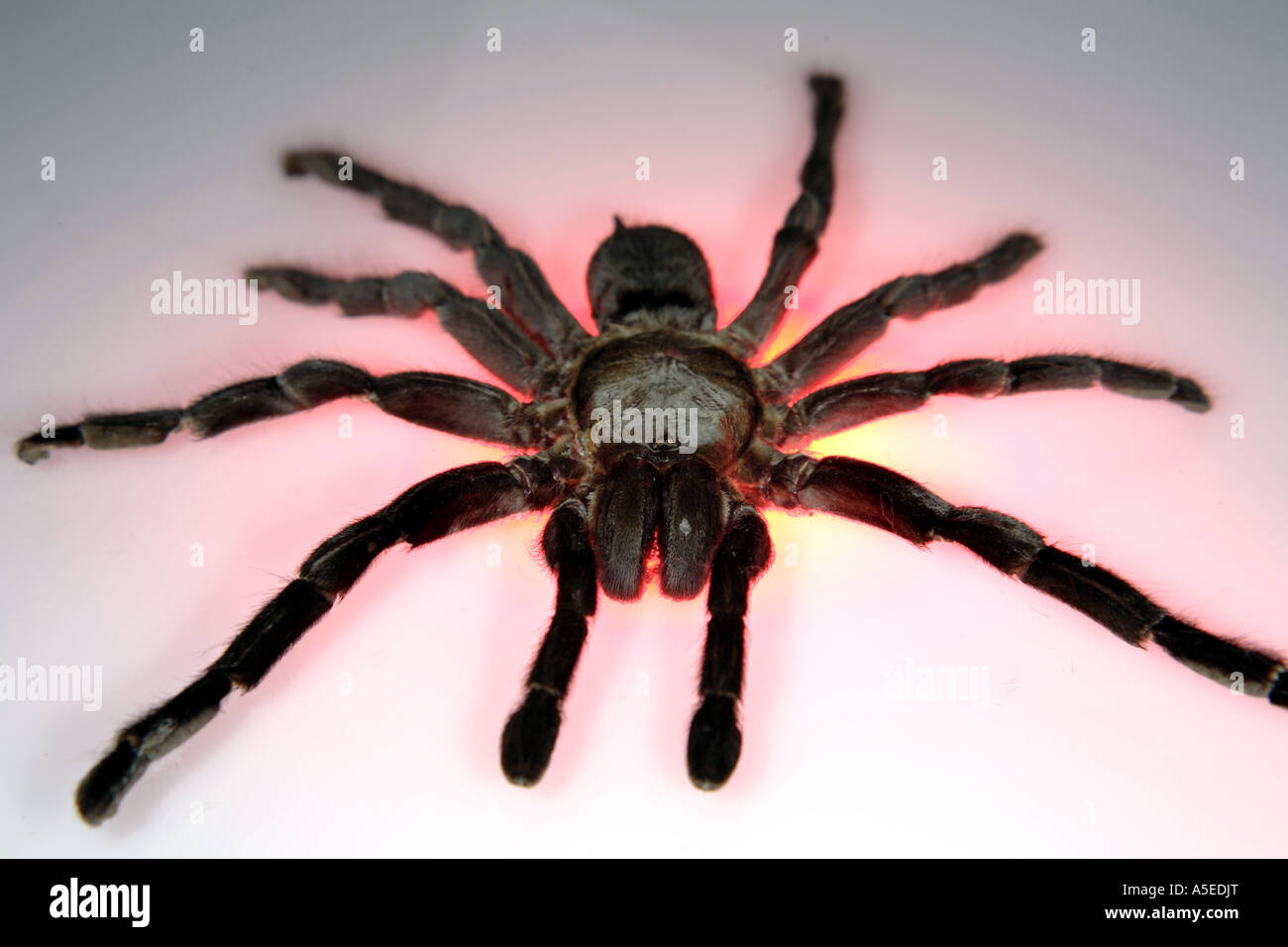 Citharacanthus spinicrus Banque de photographies et d’images à haute ...