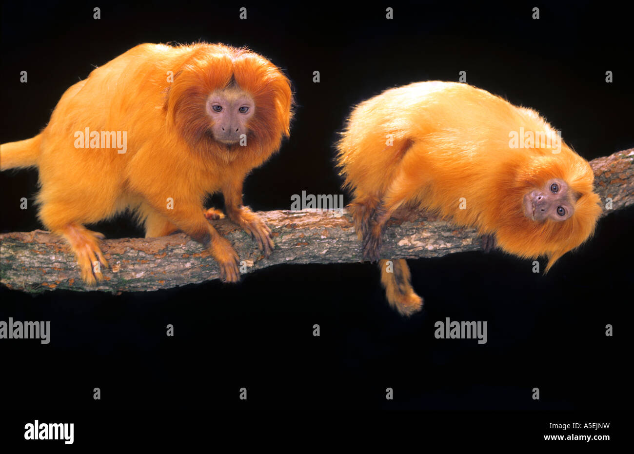 L'accouplement des singes Banque de photographies et d’images à haute ...