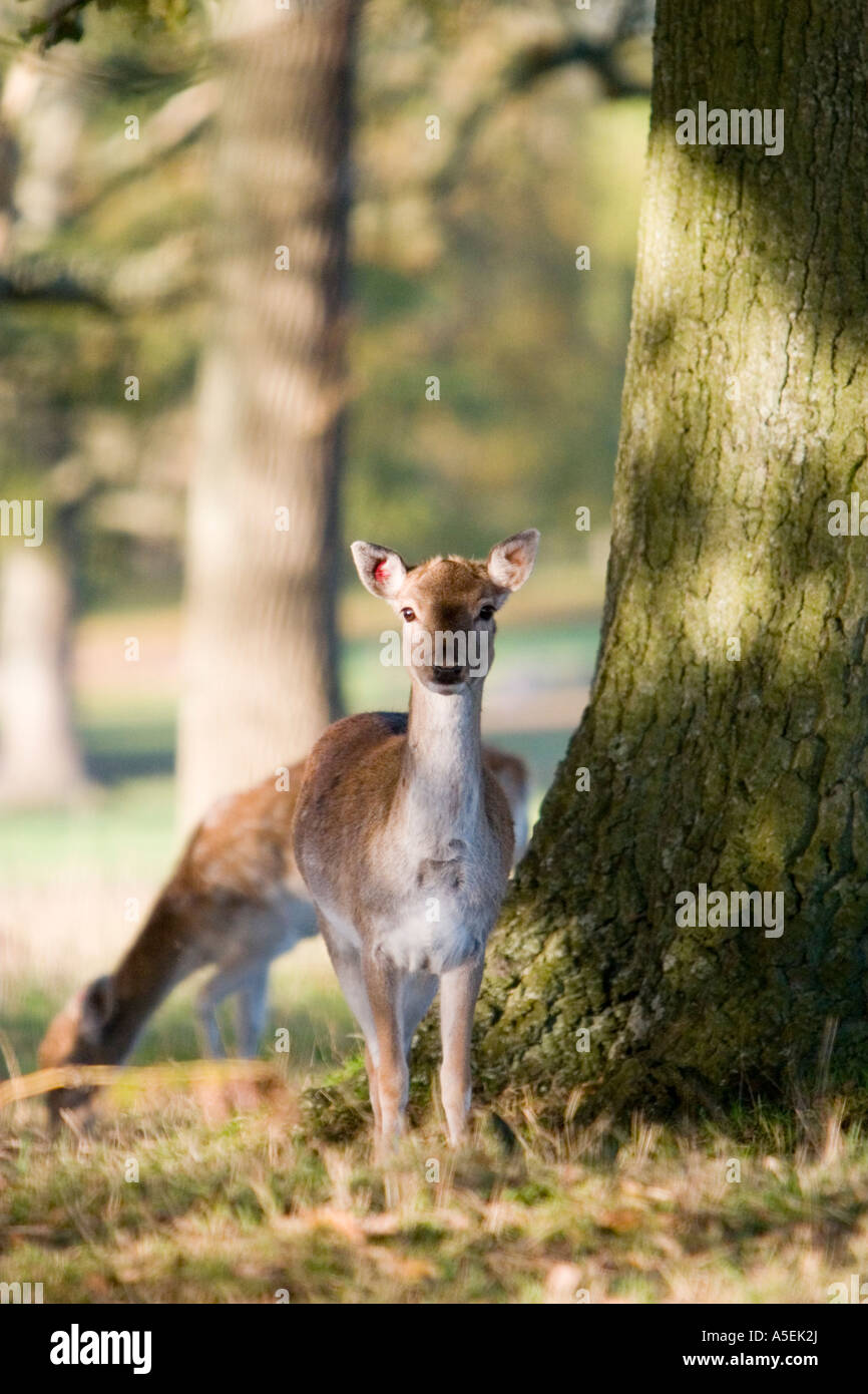 Cerf anglais Banque de photographies et d’images à haute résolution - Alamy