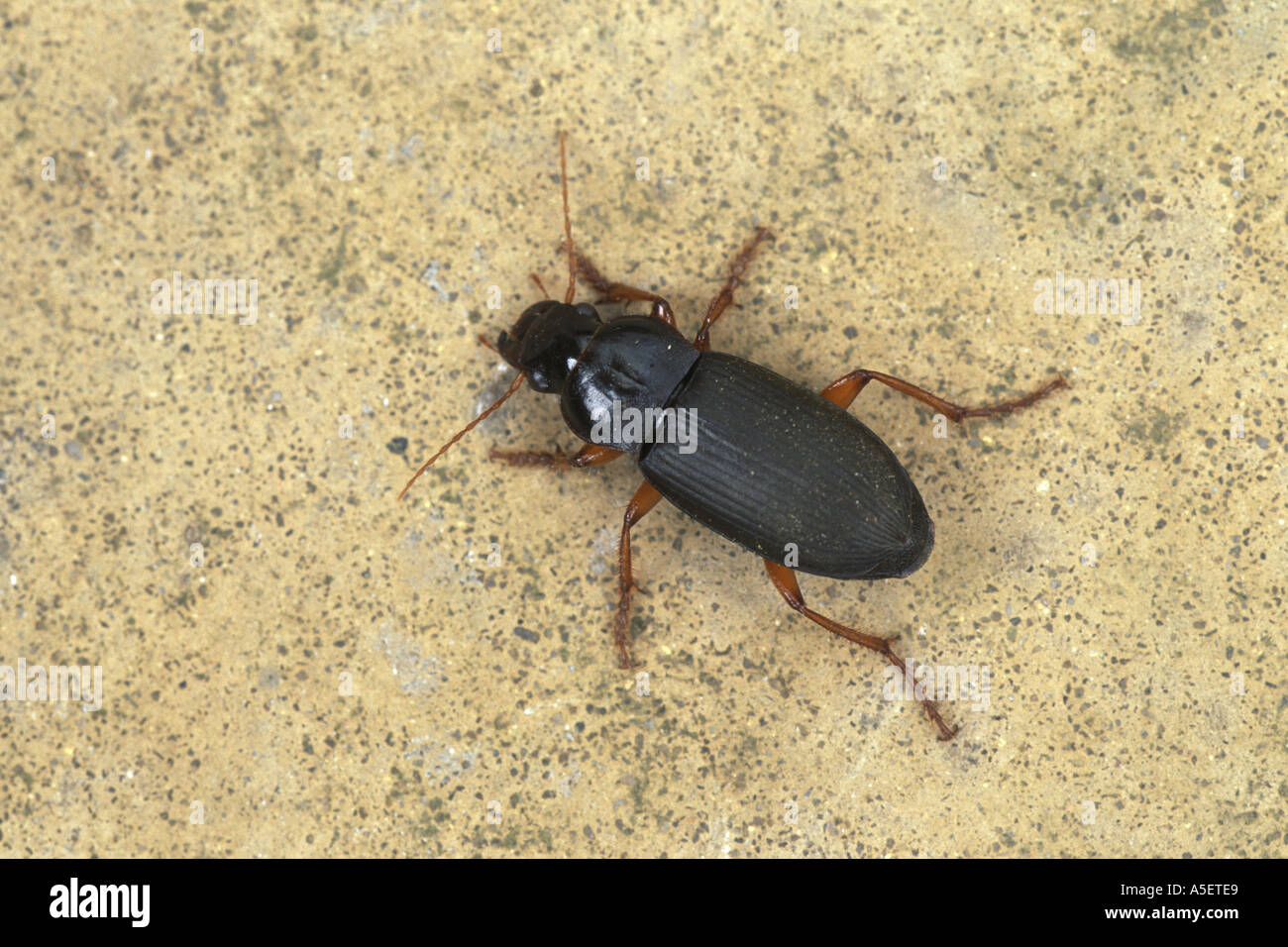 Harpalus rufipes Banque de photographies et d’images à haute résolution ...