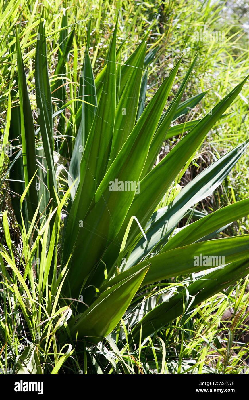 Yucca plants spikes Banque de photographies et d’images à haute ...