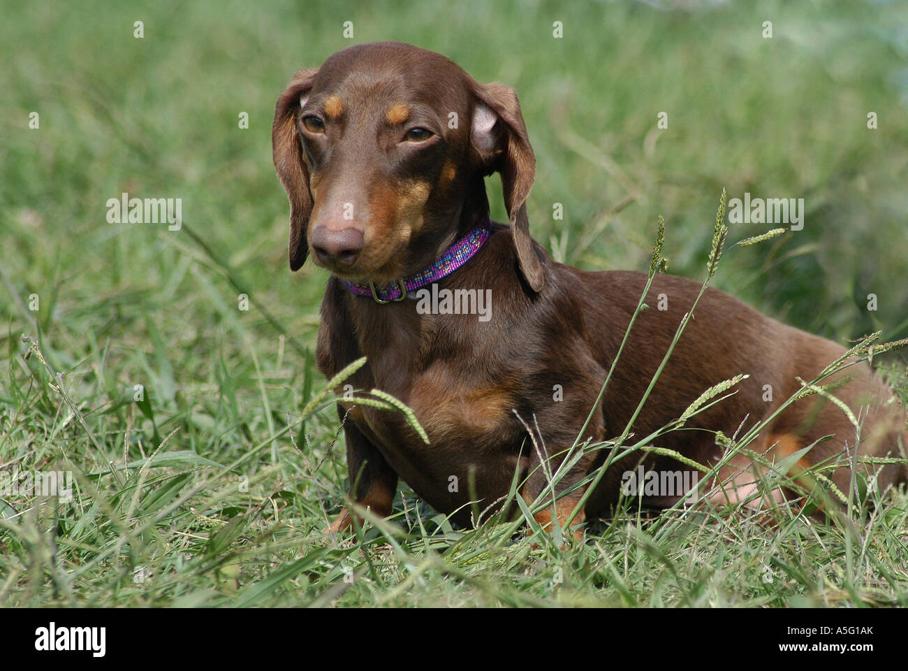 Teckel brun Banque de photographies et d’images à haute résolution - Alamy