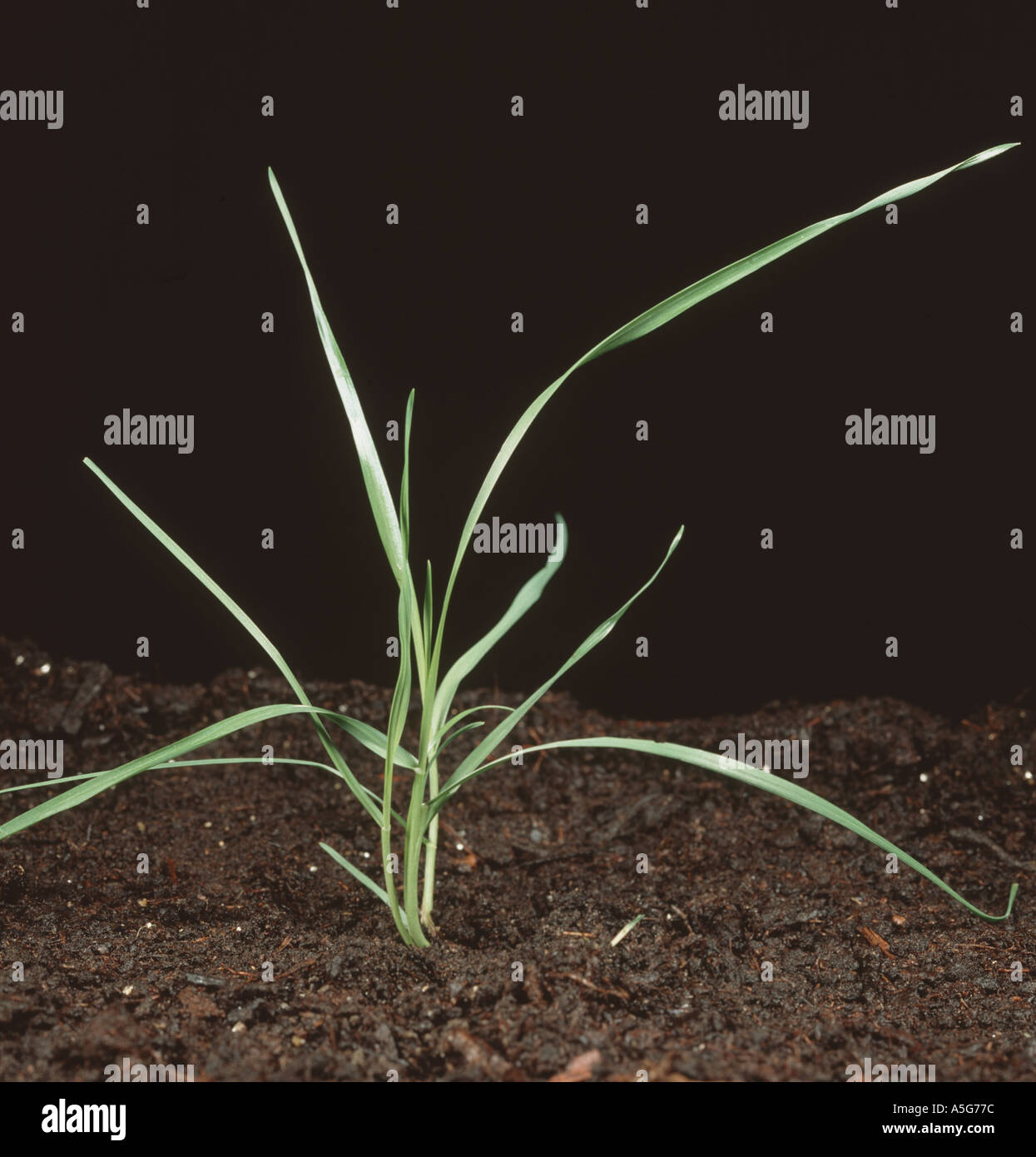 Lolium multiflorum ray-grass italien plante Photo Stock - Alamy