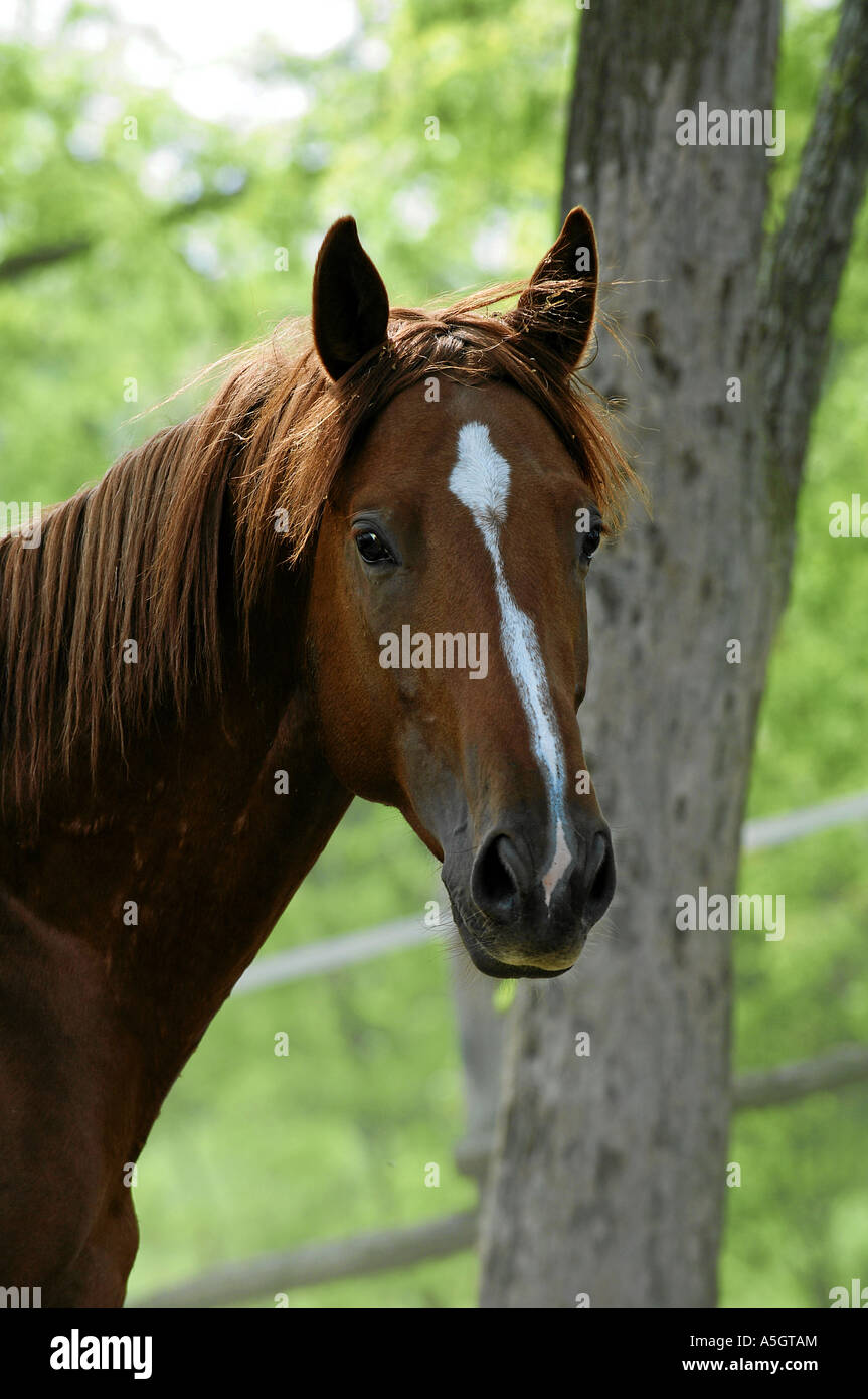 Gidran horse Banque de photographies et d’images à haute résolution - Alamy