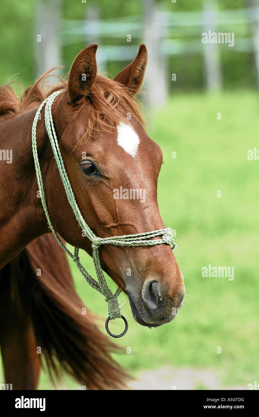 Gidran horse Banque de photographies et d’images à haute résolution - Alamy