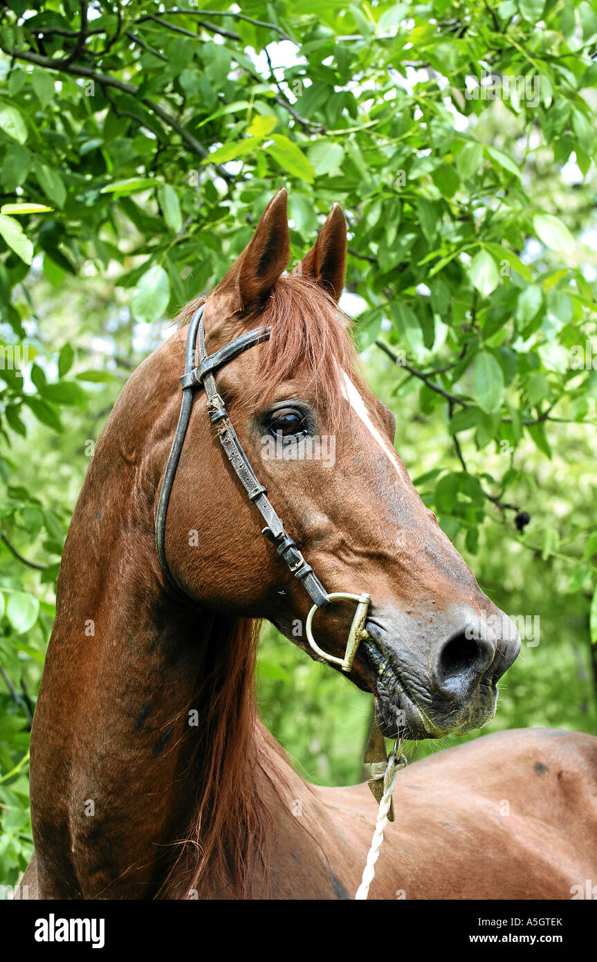 Gidran horse Banque de photographies et d’images à haute résolution - Alamy