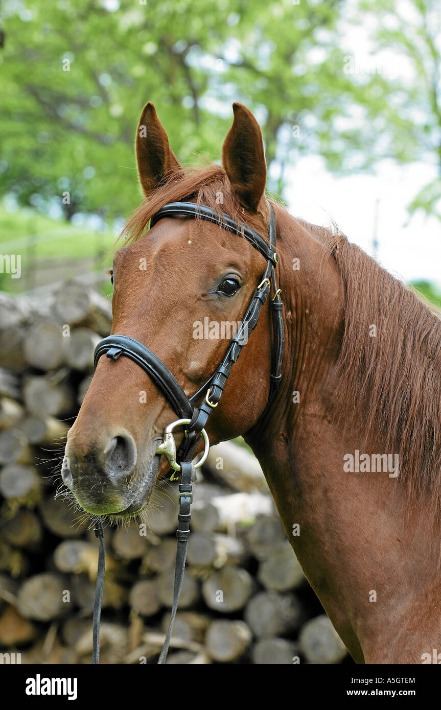 Gidran horse Banque de photographies et d’images à haute résolution - Alamy