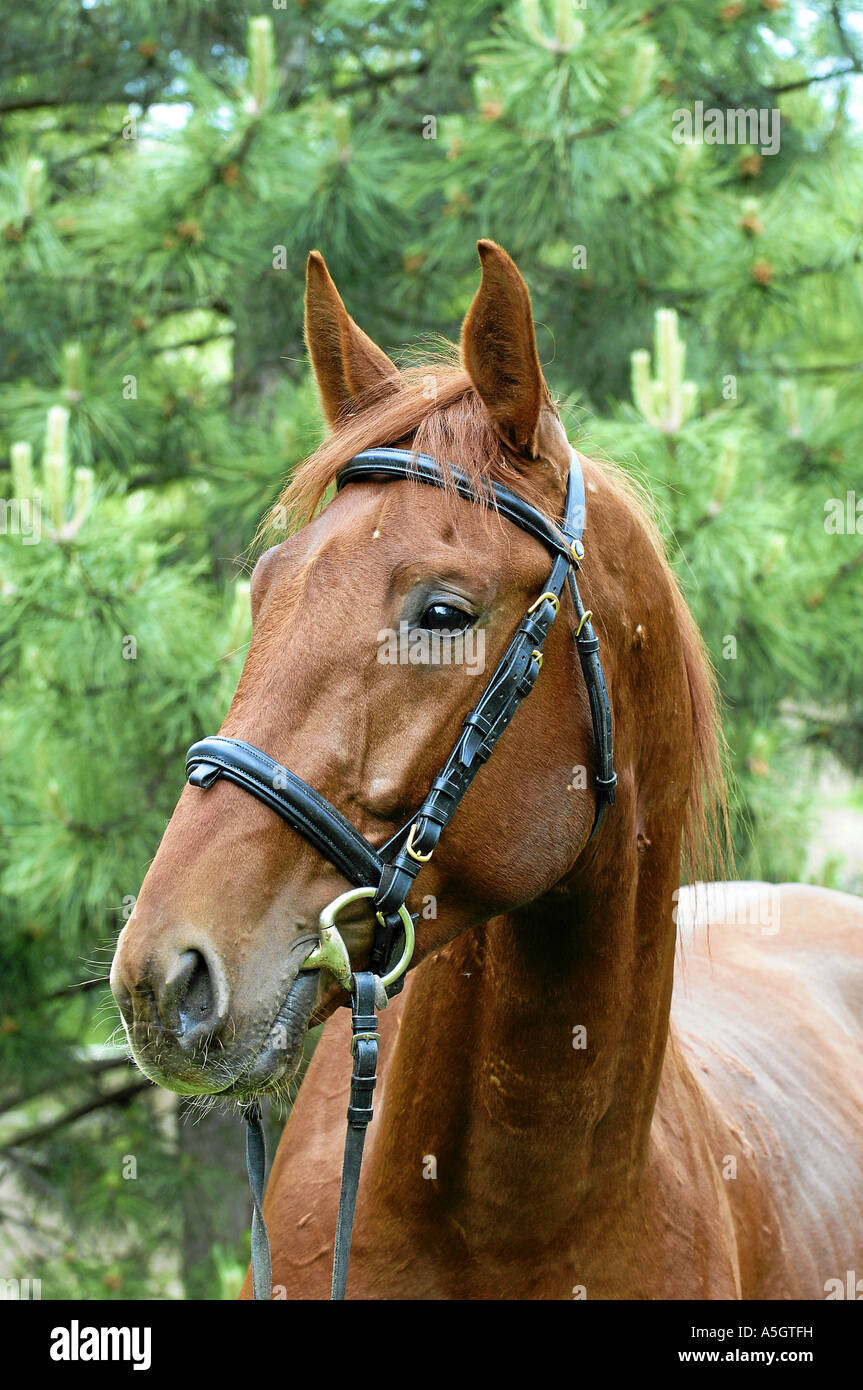 Gidran horse Banque de photographies et d’images à haute résolution - Alamy