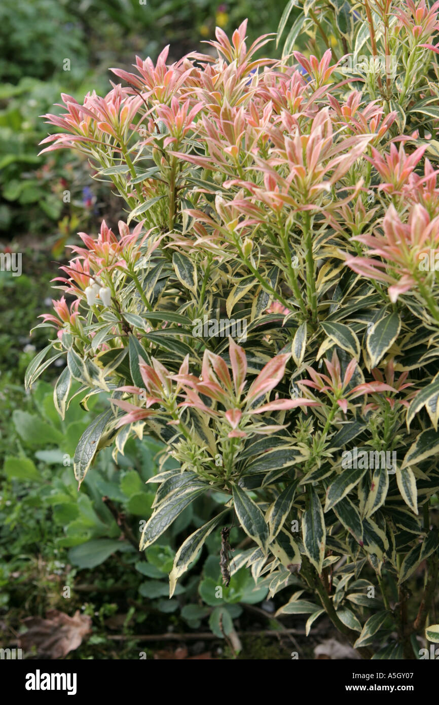Pieris japonica variegata Banque de photographies et d’images à haute ...