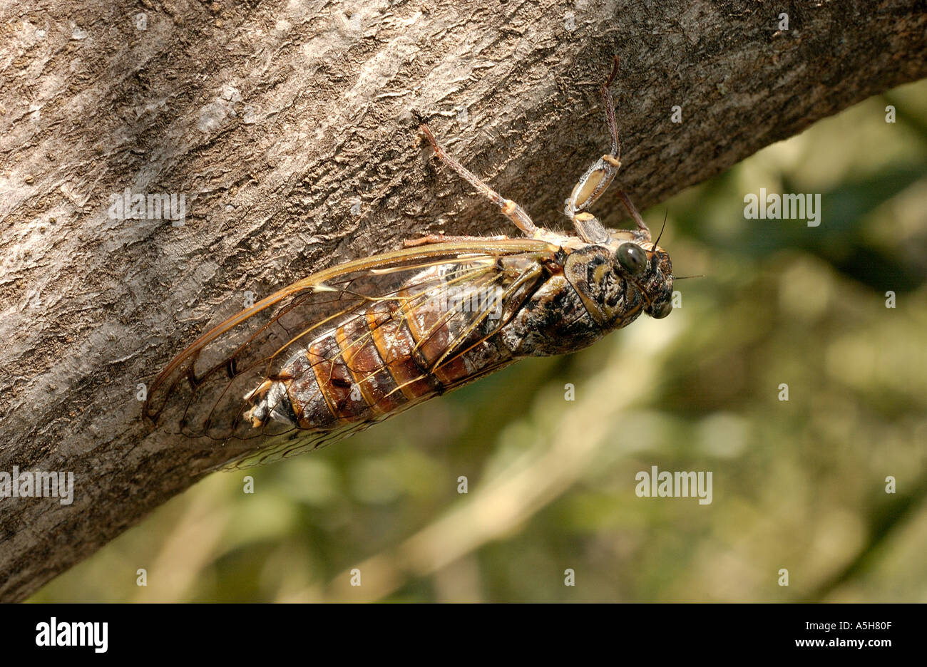 Mediterranean cicada on olive tree Banque de photographies et d’images ...