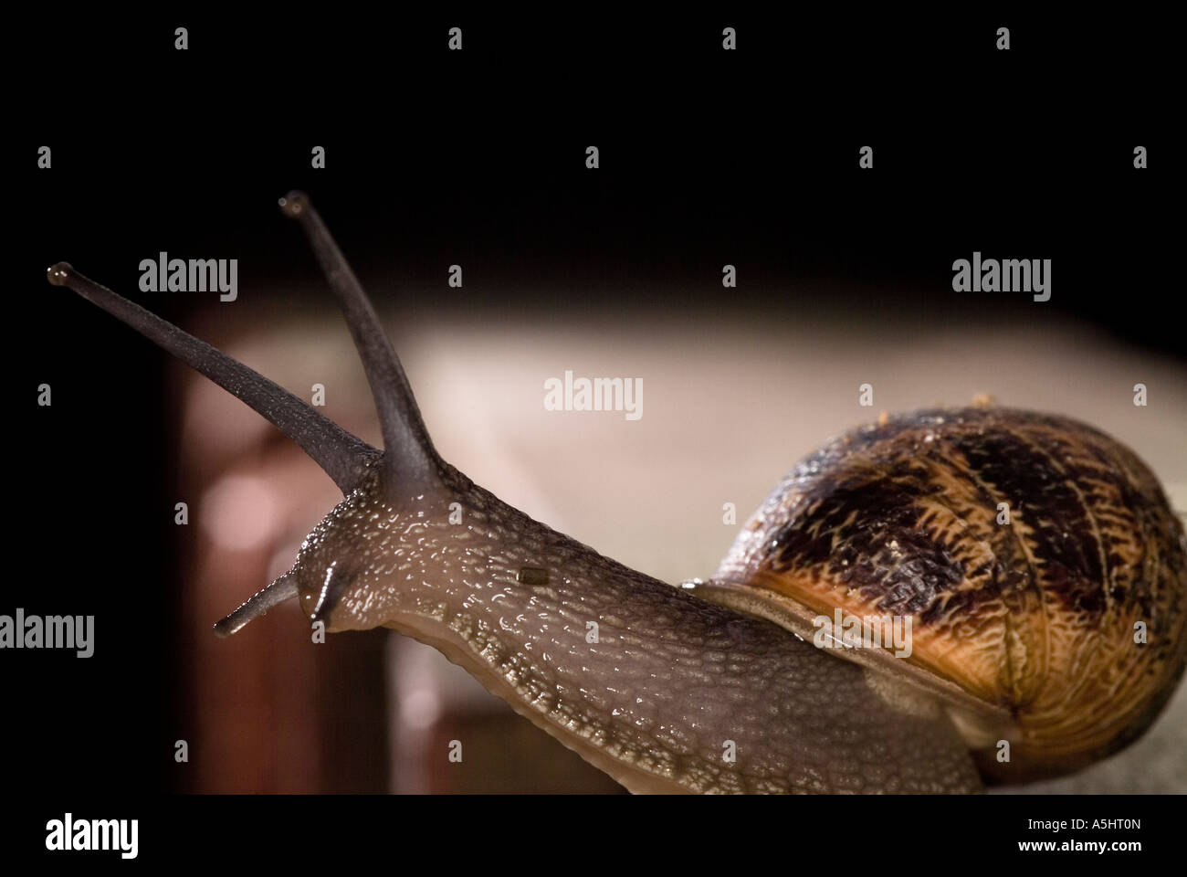 Radula langue d'escargot Banque de photographies et d’images à haute ...