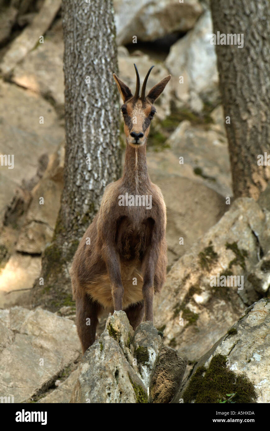 Isard pyrenees Banque de photographies et d’images à haute résolution ...