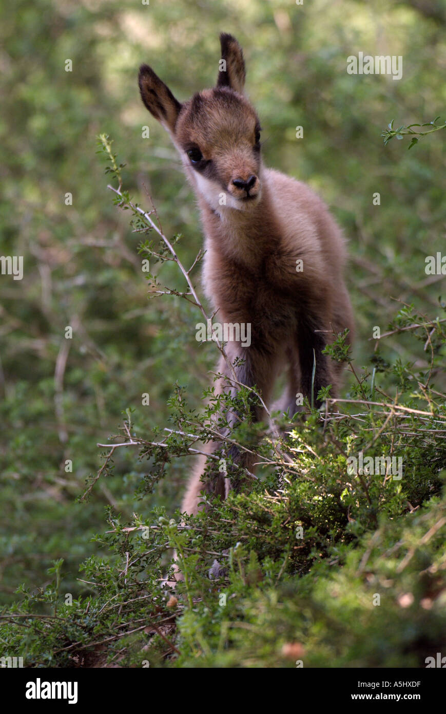 Isard pyrenees Banque de photographies et d’images à haute résolution ...