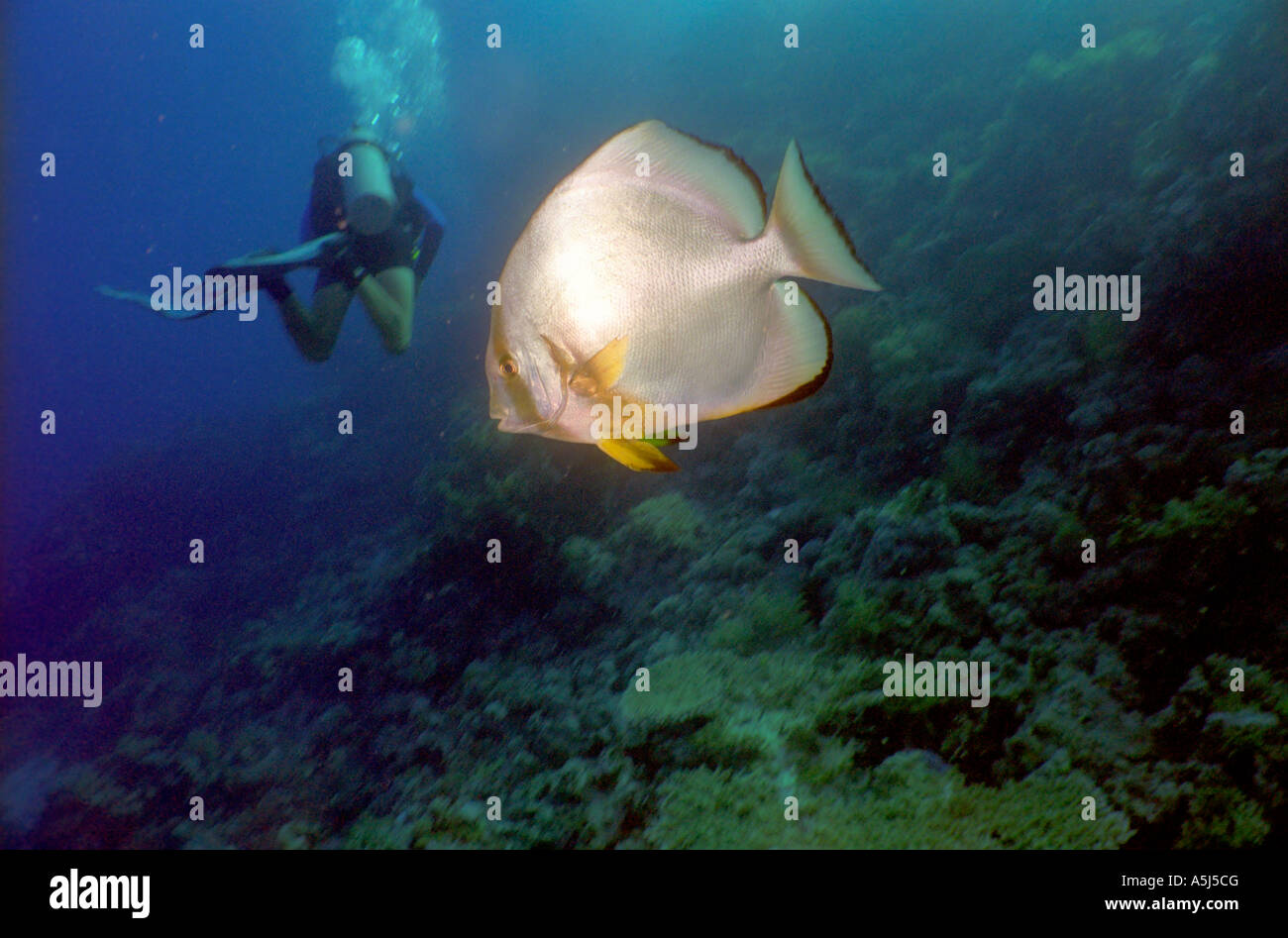 Bat les poissons et les plongeurs dans la mer Rouge, Egypte Photo Stock ...
