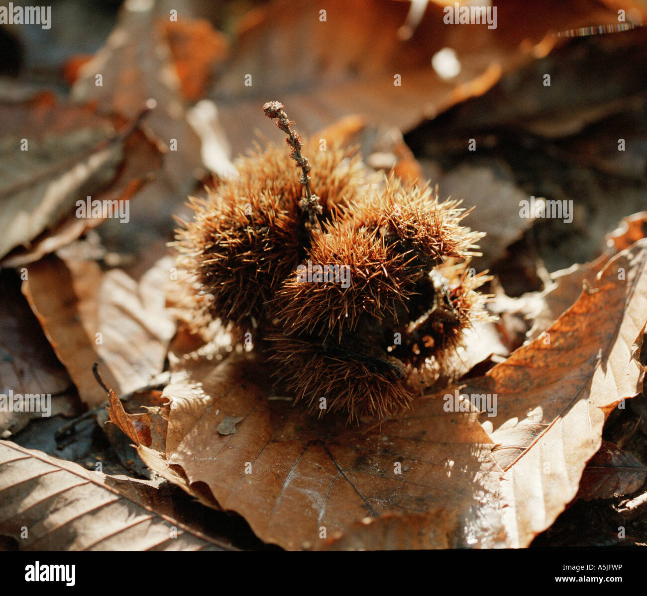 Flora et fauna Banque de photographies et d’images à haute résolution ...