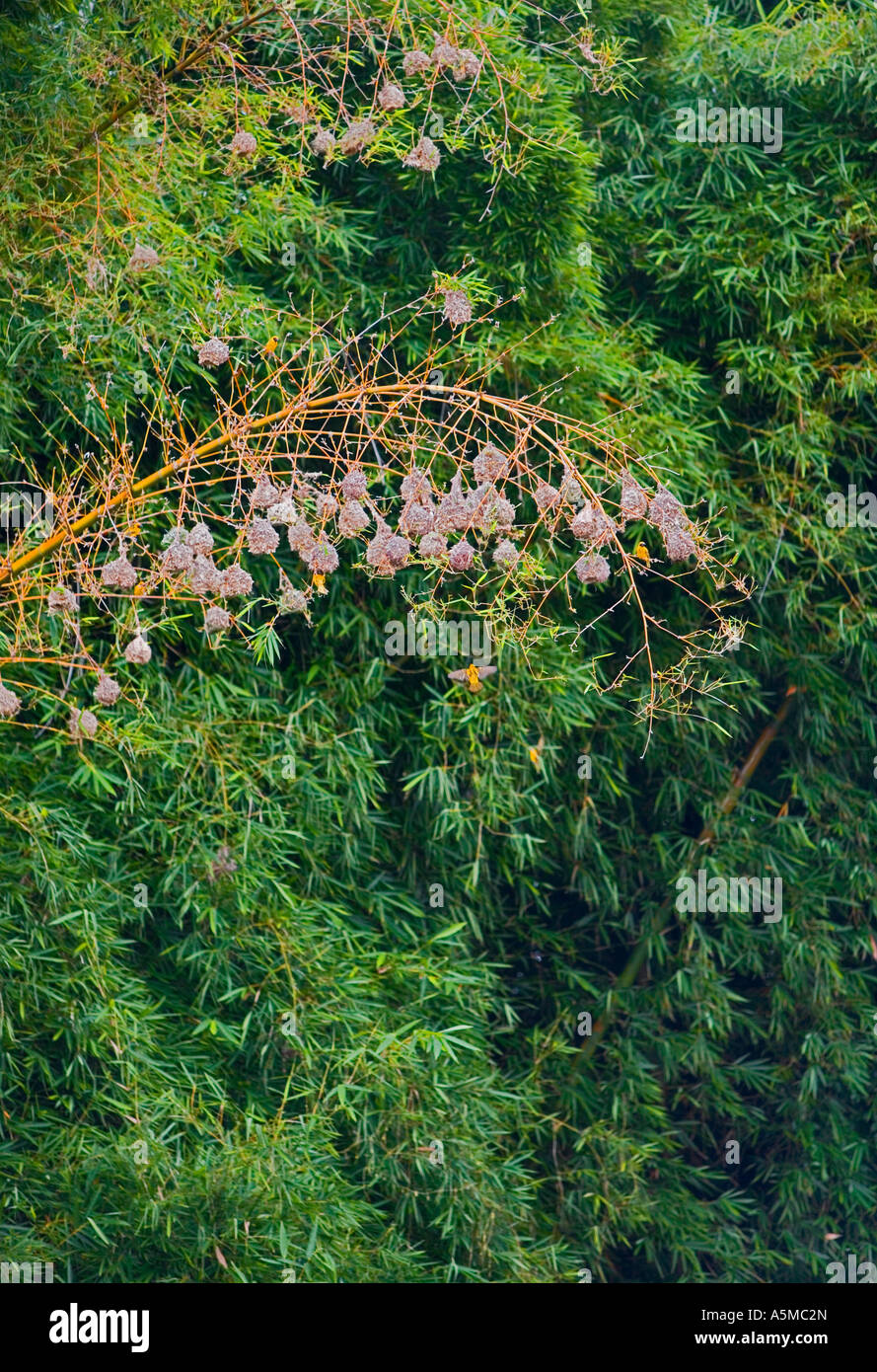 Groupe spectaculaire suspendu haute hauteur Banque de photographies et ...