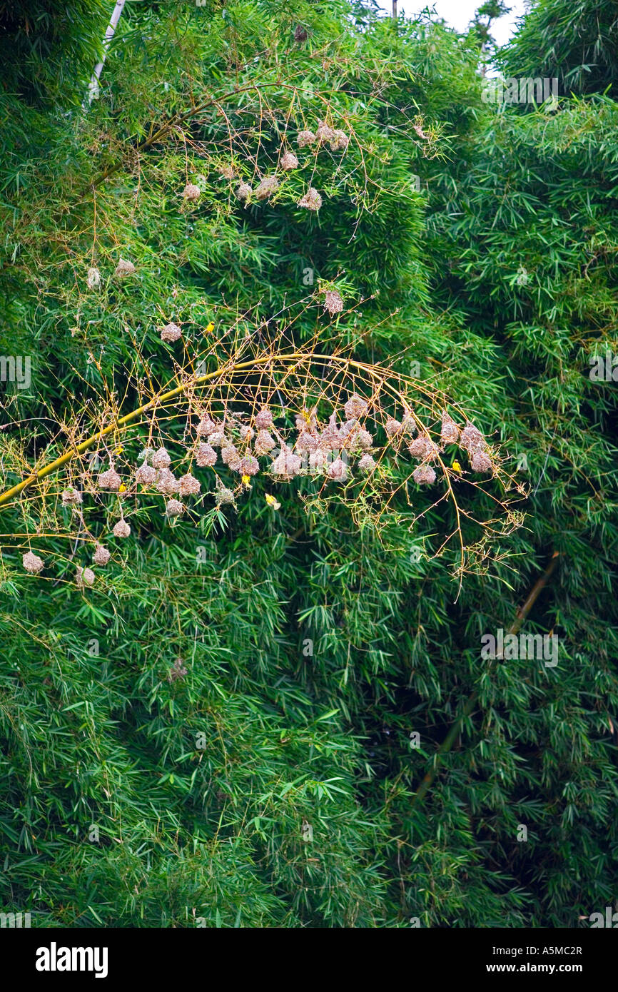 Groupe spectaculaire suspendu haute hauteur Banque de photographies et ...