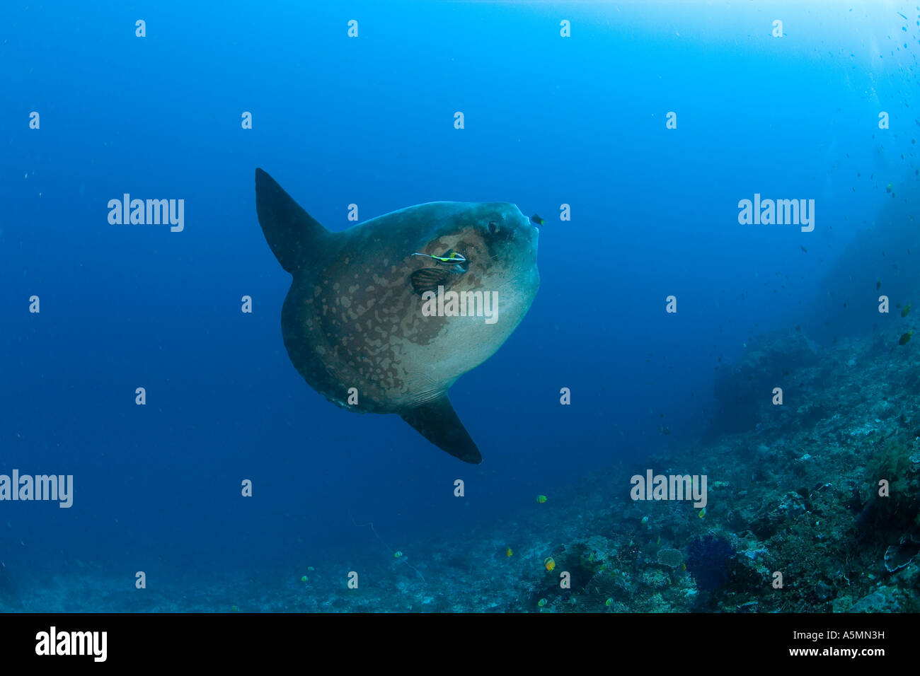 Poisson lune océan mola mola Banque de photographies et d’images à ...