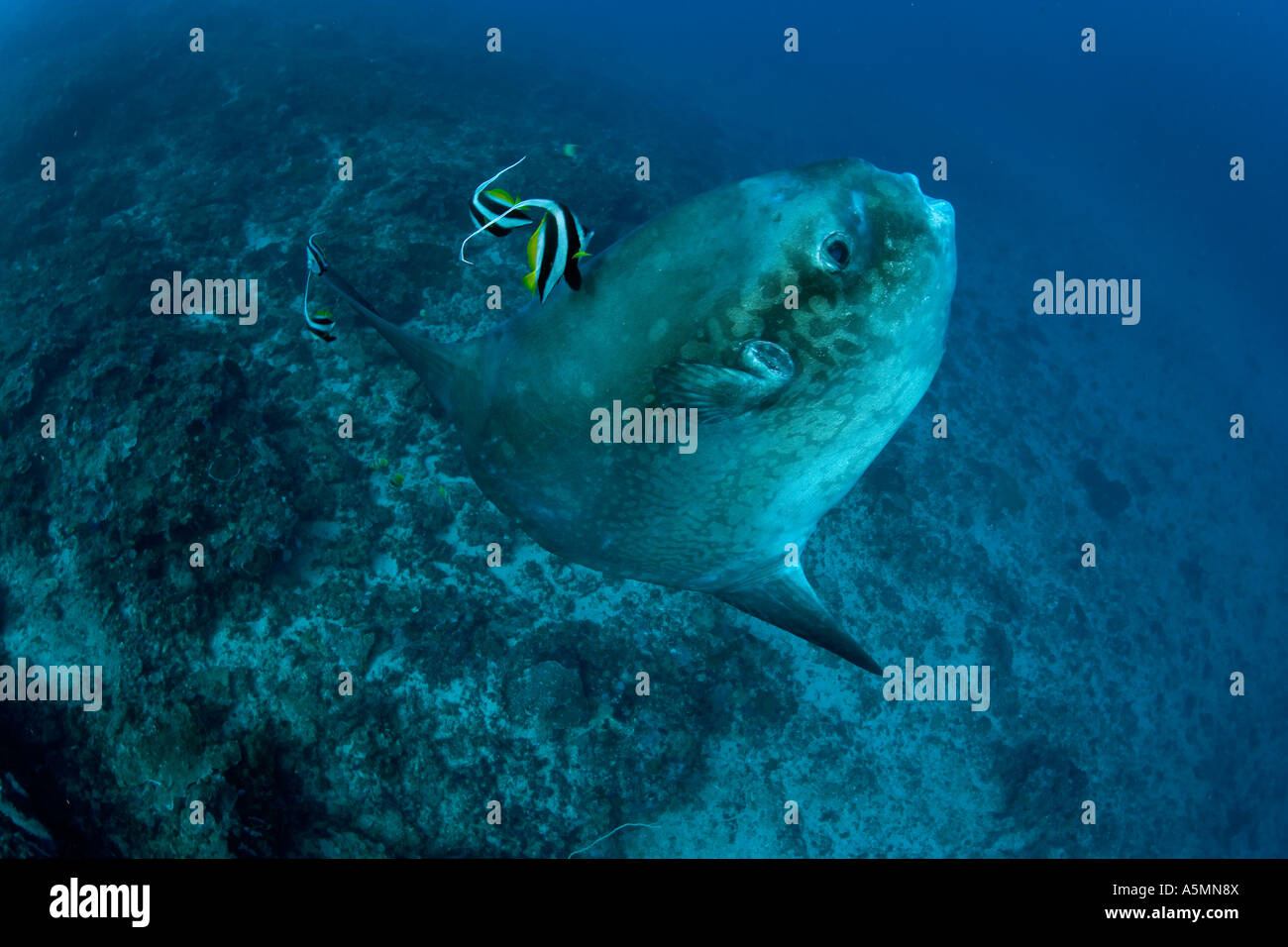 Poisson lune océan mola mola Banque de photographies et d’images à ...