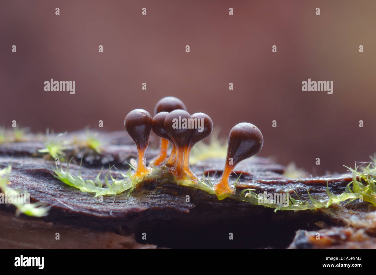 Un groupe d'organes de fructification maturité du myxomycète myxomycète ...