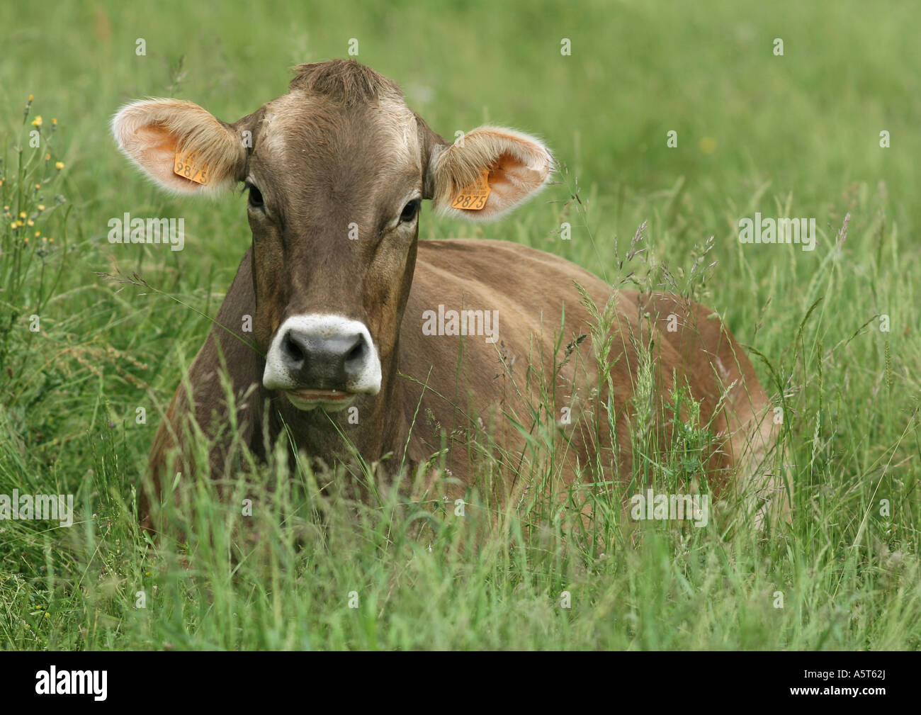 Vache brune suisse sur l'alpage Banque de photographies et d’images à ...