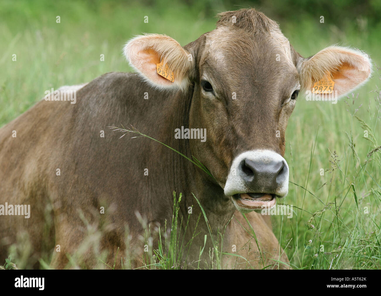 Vache brune suisse sur l'alpage Banque de photographies et d’images à ...