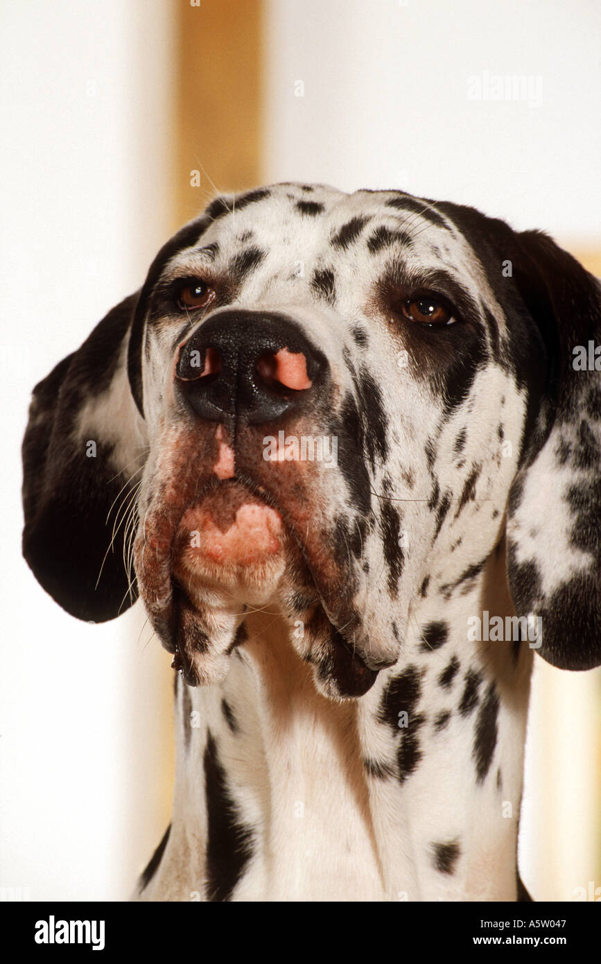 Grands chiens de grande taille Banque de photographies et d’images à ...