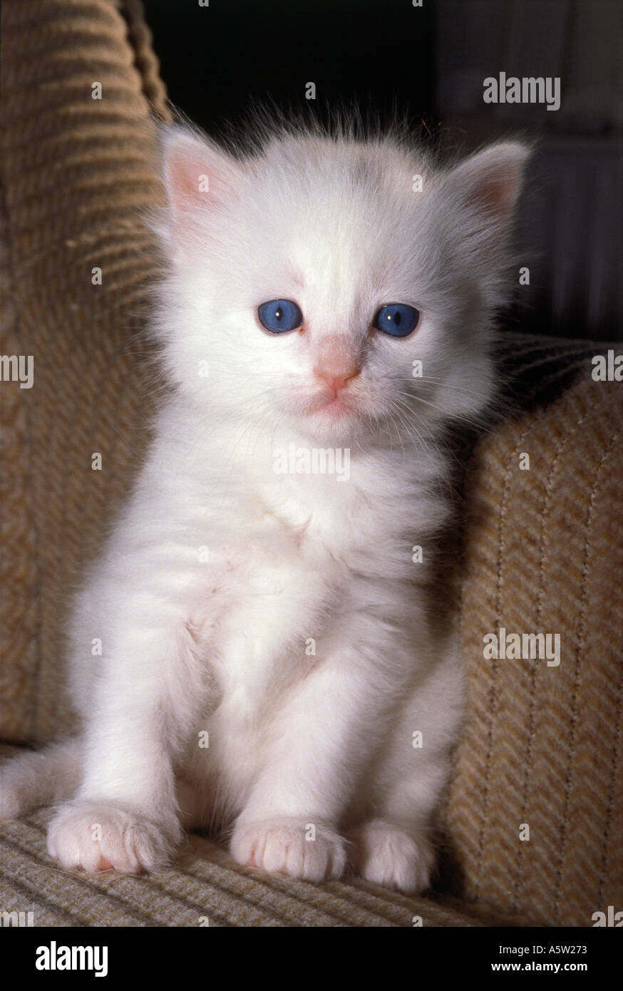 Turkish angora kitten Banque de photographies et d’images à haute ...