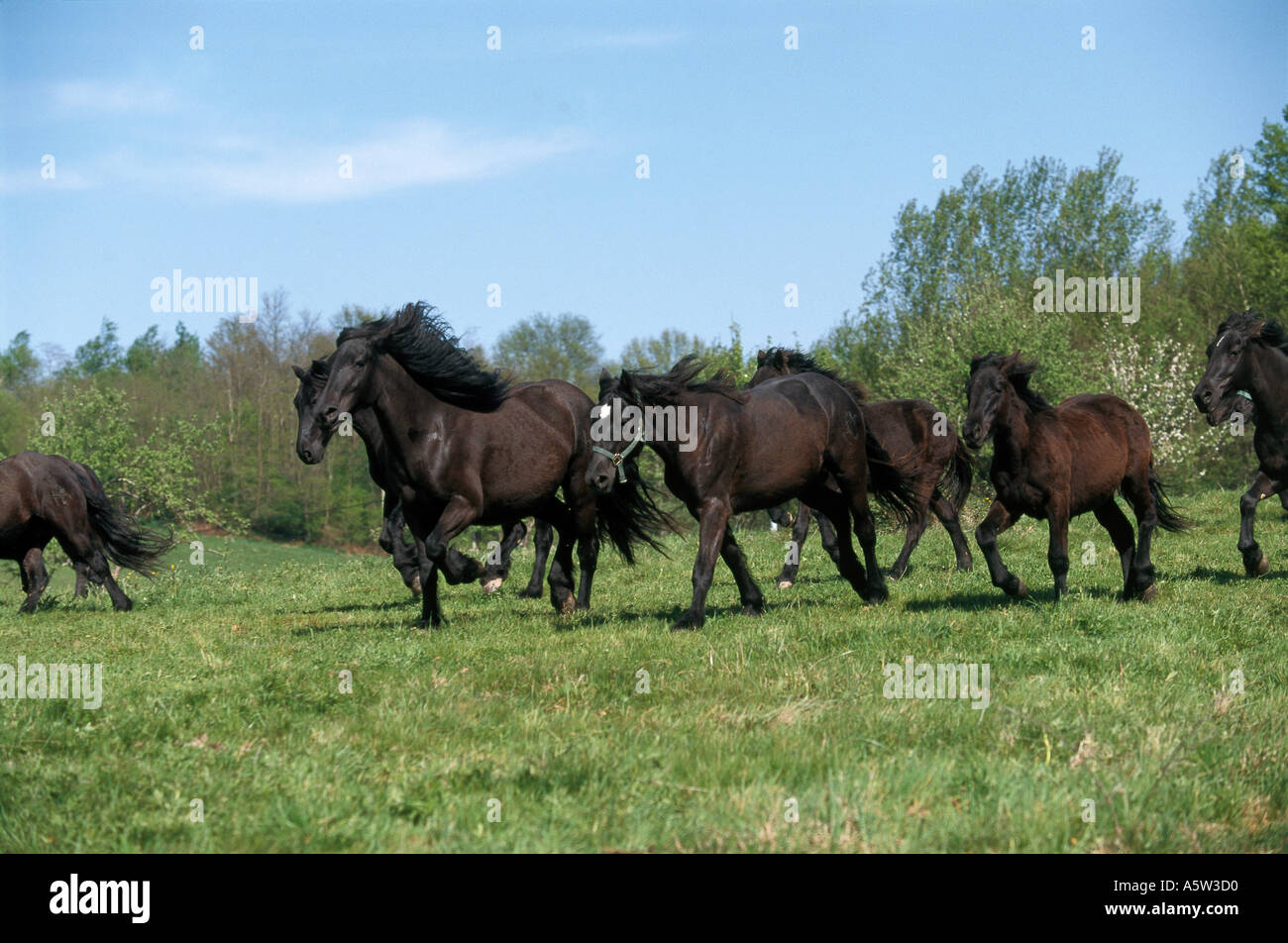 Merens horses Banque de photographies et d’images à haute résolution ...