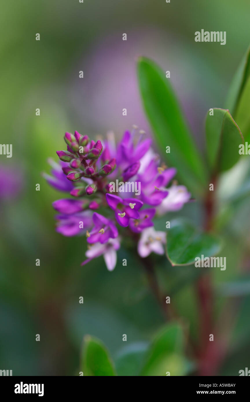 Hebe hebe Banque de photographies et d’images à haute résolution - Alamy